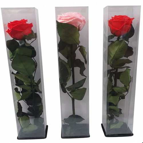 PERLA – Éternel rosas